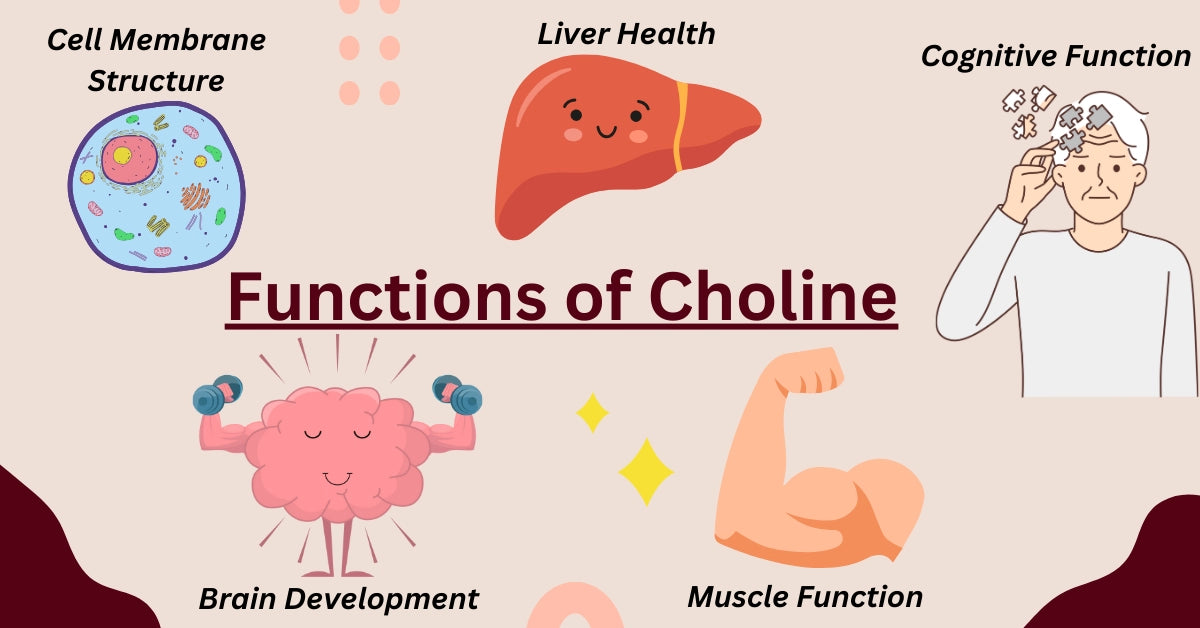Choline - Brain Health and Cognitive Performance — Capitol Nutrition